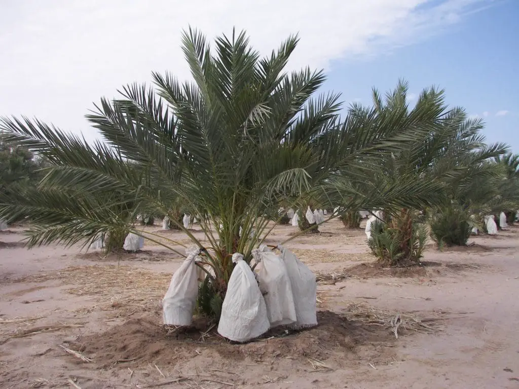 15 Mejores Cosas que Hacer en Yuma (Arizona) | El Blog del Viajero