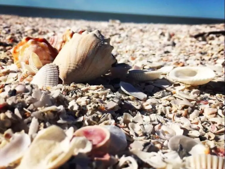 Por qué Sanibel Island es la "Capital mundial de las conchas marinas ...