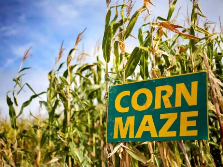 9 impresionantes laberintos de maíz en Texas | El Blog del Viajero